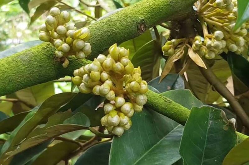 Thuốc kích mầm hoa giúp cây ra hoa đồng loạt, năng suất cao